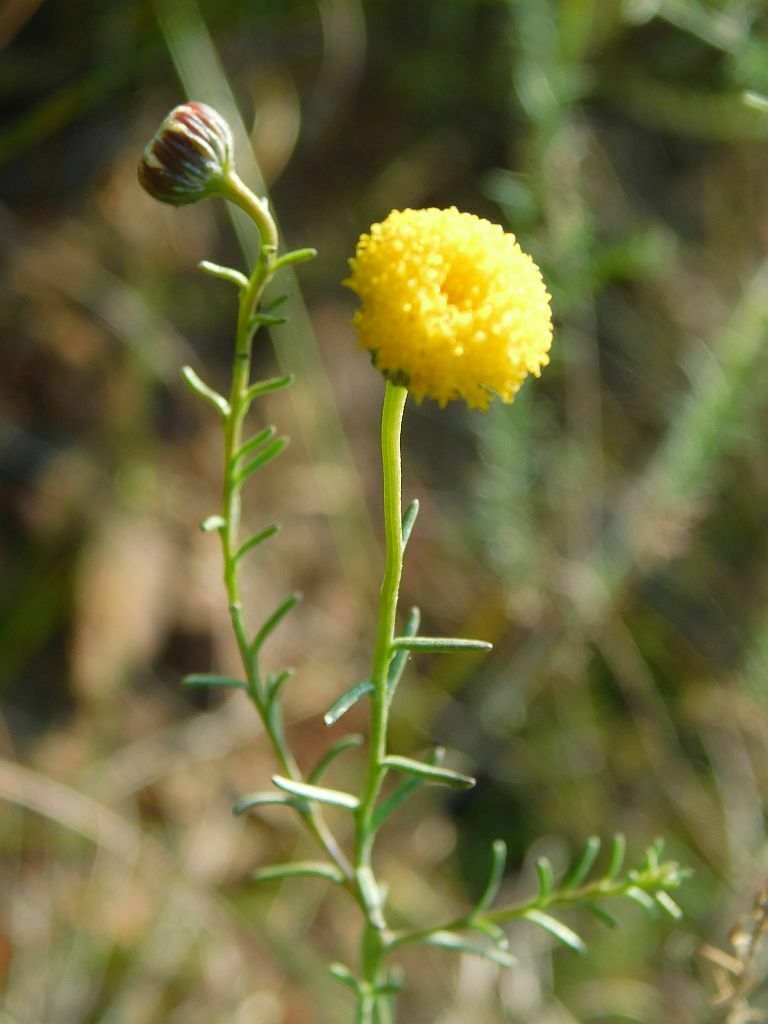 Bitterbush from Loerkop Greyton, 7233, South Africa on August 31, 2023 ...