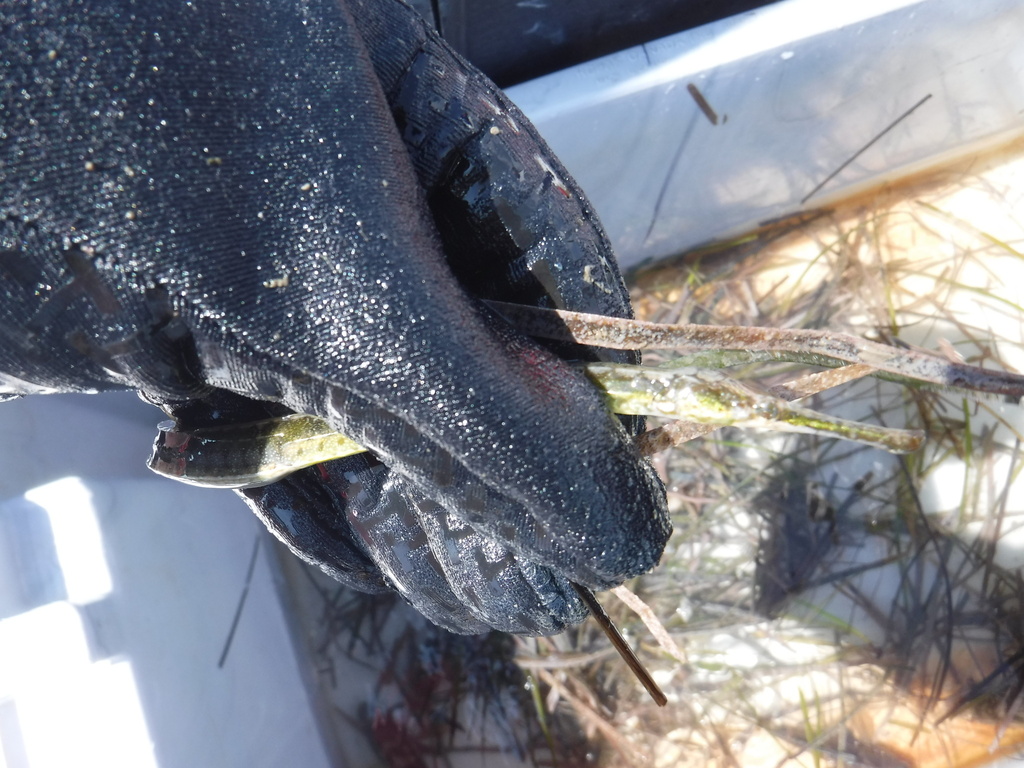 Dusky Pipefish from Northampton County, VA, USA on September 20, 2023 ...