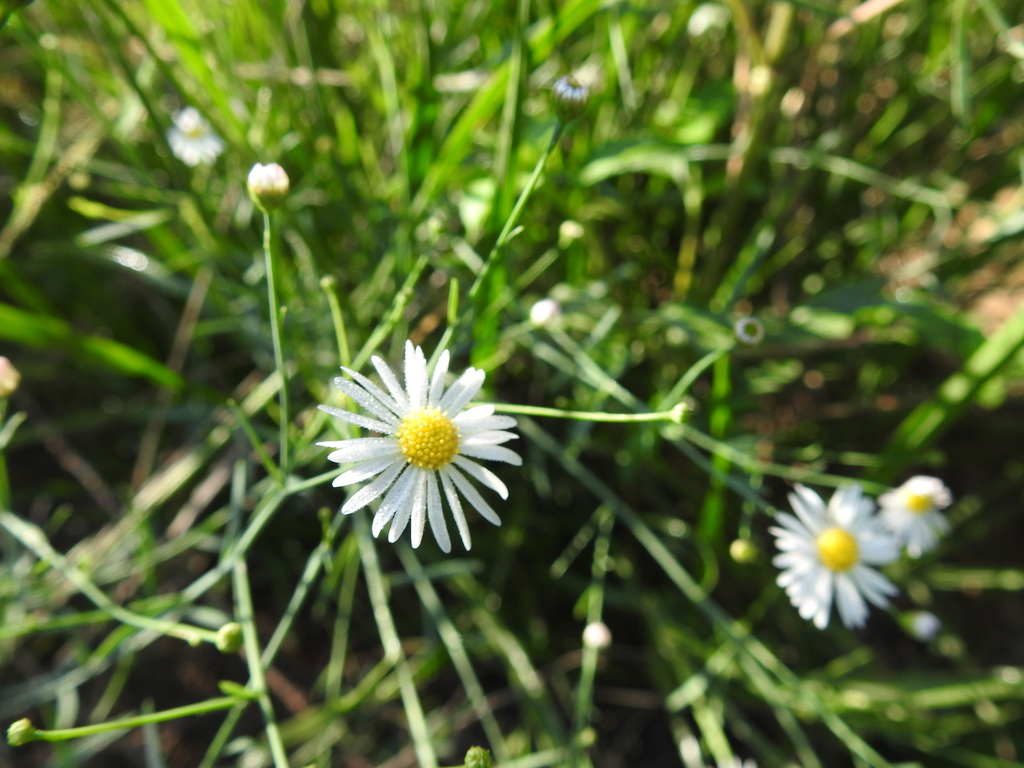 Smallhead Doll's Daisy from Bastrop County, TX, USA on September 21 ...