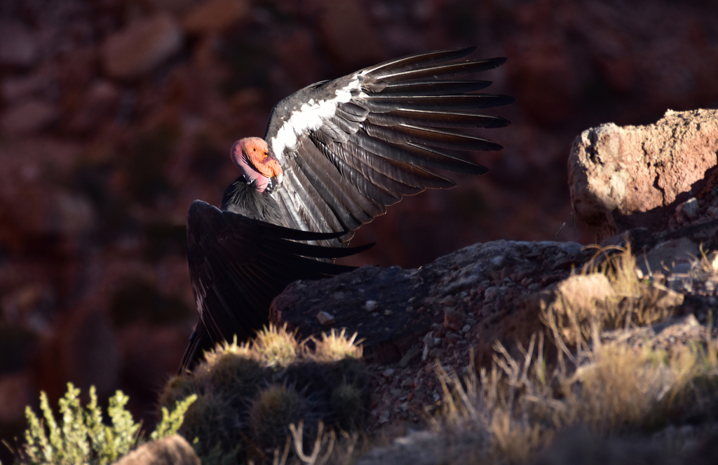 California Condor in September 2023 by Dean Hester · iNaturalist