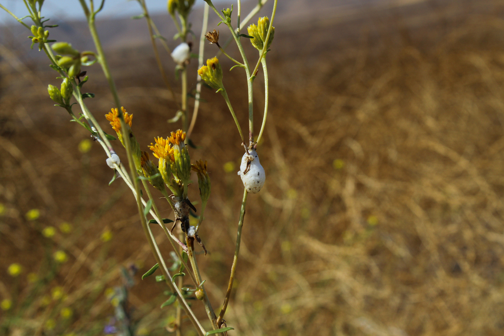 Spittlebugs, Cicadas, Leafhoppers and Treehoppers from Monterey County ...