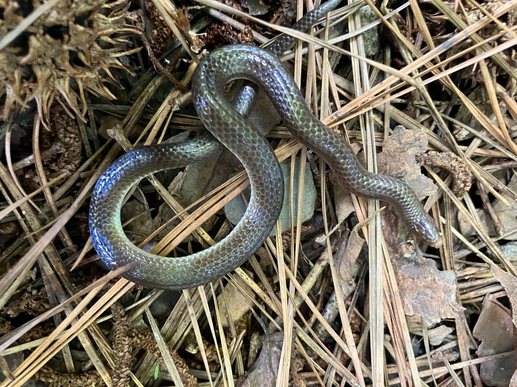 Eastern Worm Snake from Smith-Gilbert Gardens, Kennesaw, GA, US on ...
