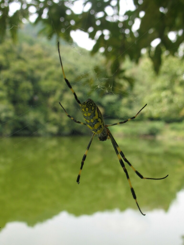 Joro Spider from Ukyo-ku, Kioto, Japan on October 18, 2010 at 03:46 AM ...