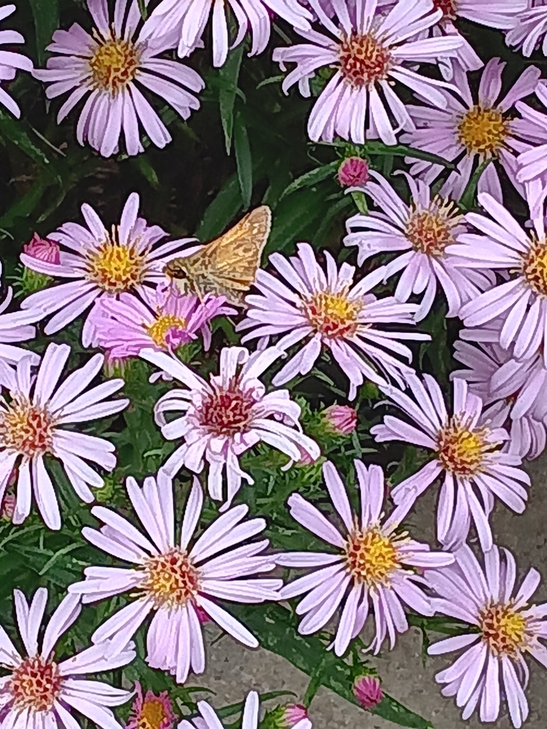 Huron Sachem from Hickory Ridge, Columbia, MD 21044, USA on September ...