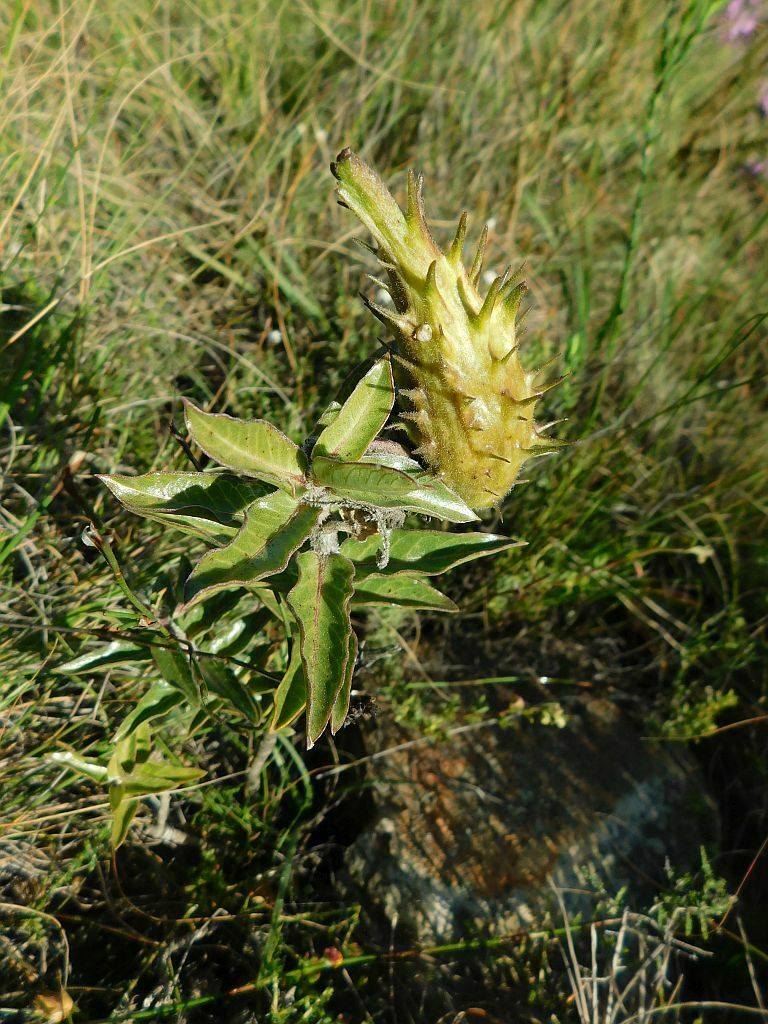 wild cotton from Loerkop Greyton, 7233, South Africa on August 31, 2023 ...
