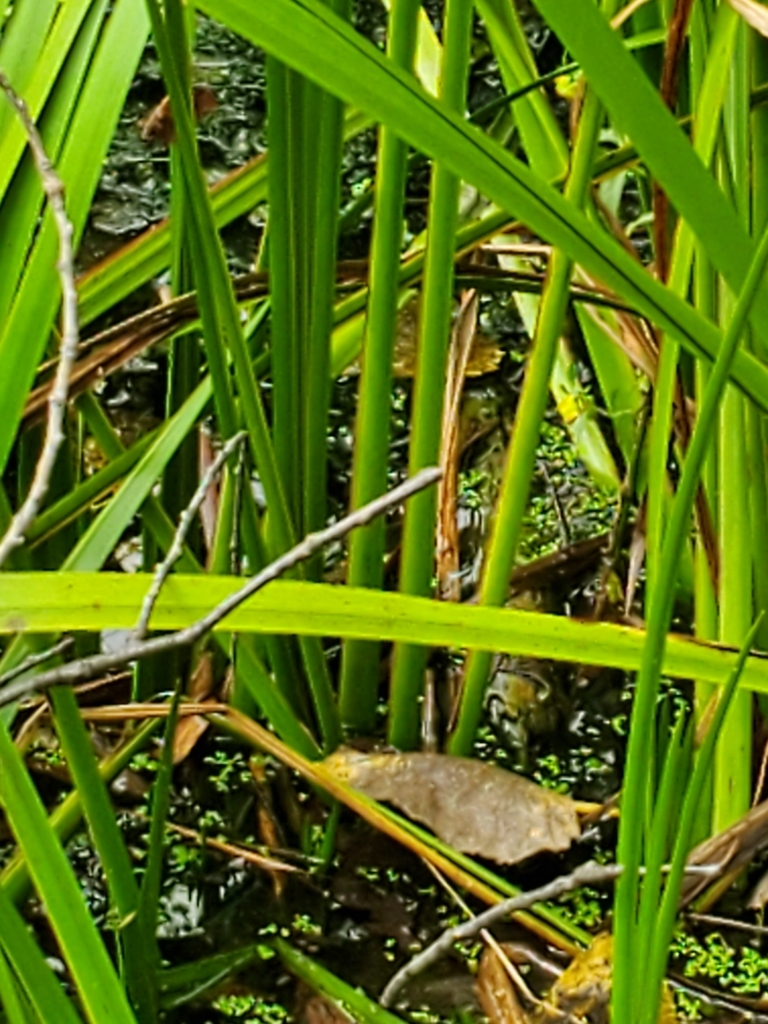Eurasian Sweet-Flag from Winnebago Township, IL, USA on September 22 ...