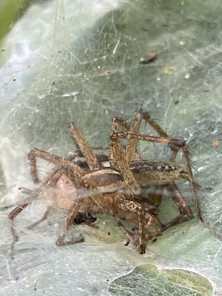 Grass Spiders from Camden, OH, US on September 22, 2023 at 03:59 PM by ...