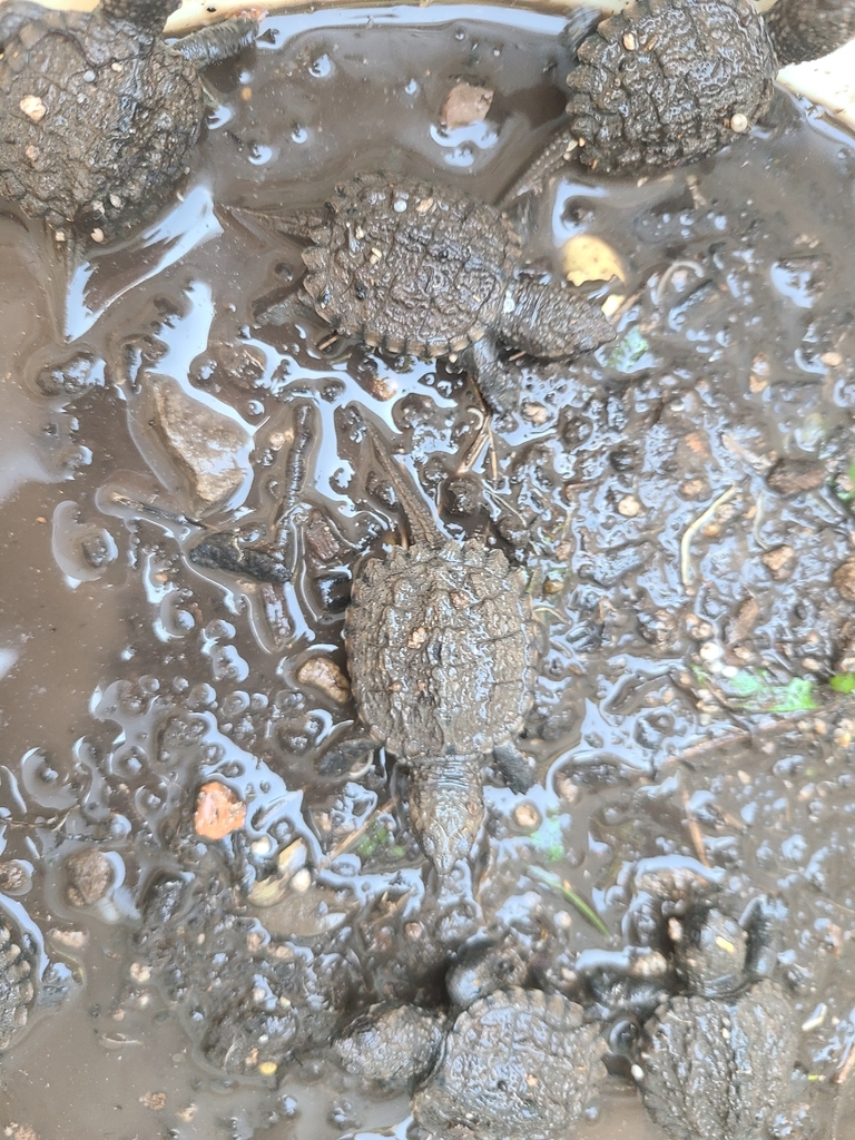 Common Snapping Turtle from 74F2+J8 Seat view, Hamilton, ON L8S, Canada ...