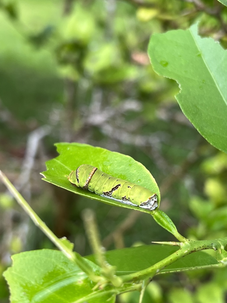 Lime Swallowtail from Puerto Rico, Moca, Puerto Rico, US on September ...