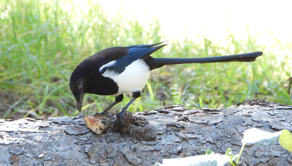 Black-billed Magpie from Banff, AB, Canada on September 14, 2023 at 01: ...