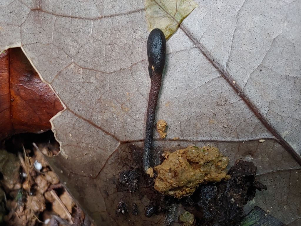 Geoglossum pumilum (Earthtongues of the World) · iNaturalist
