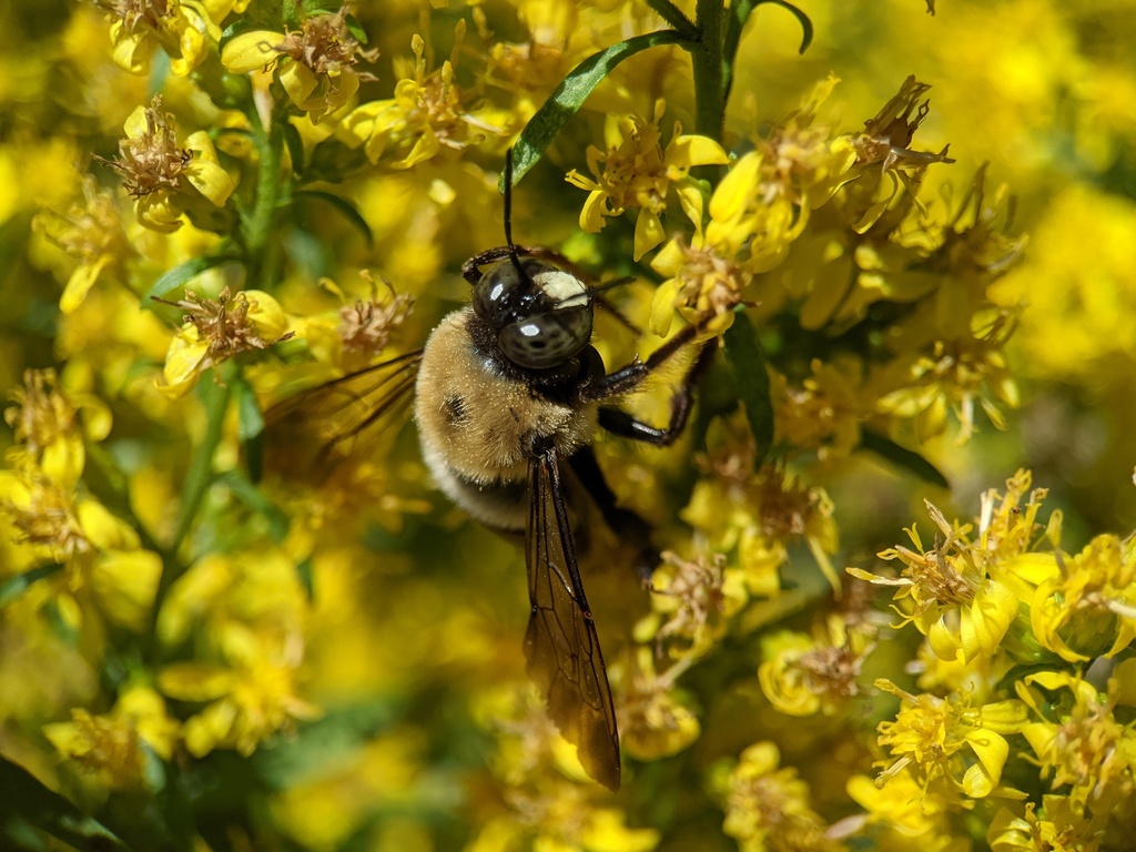 Virginia Carpenter Bee from Spring Hill, Somerville, MA, USA on ...