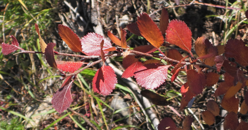 dwarf resin birch from East Kootenay, BC, Canada on September 16, 2023 ...