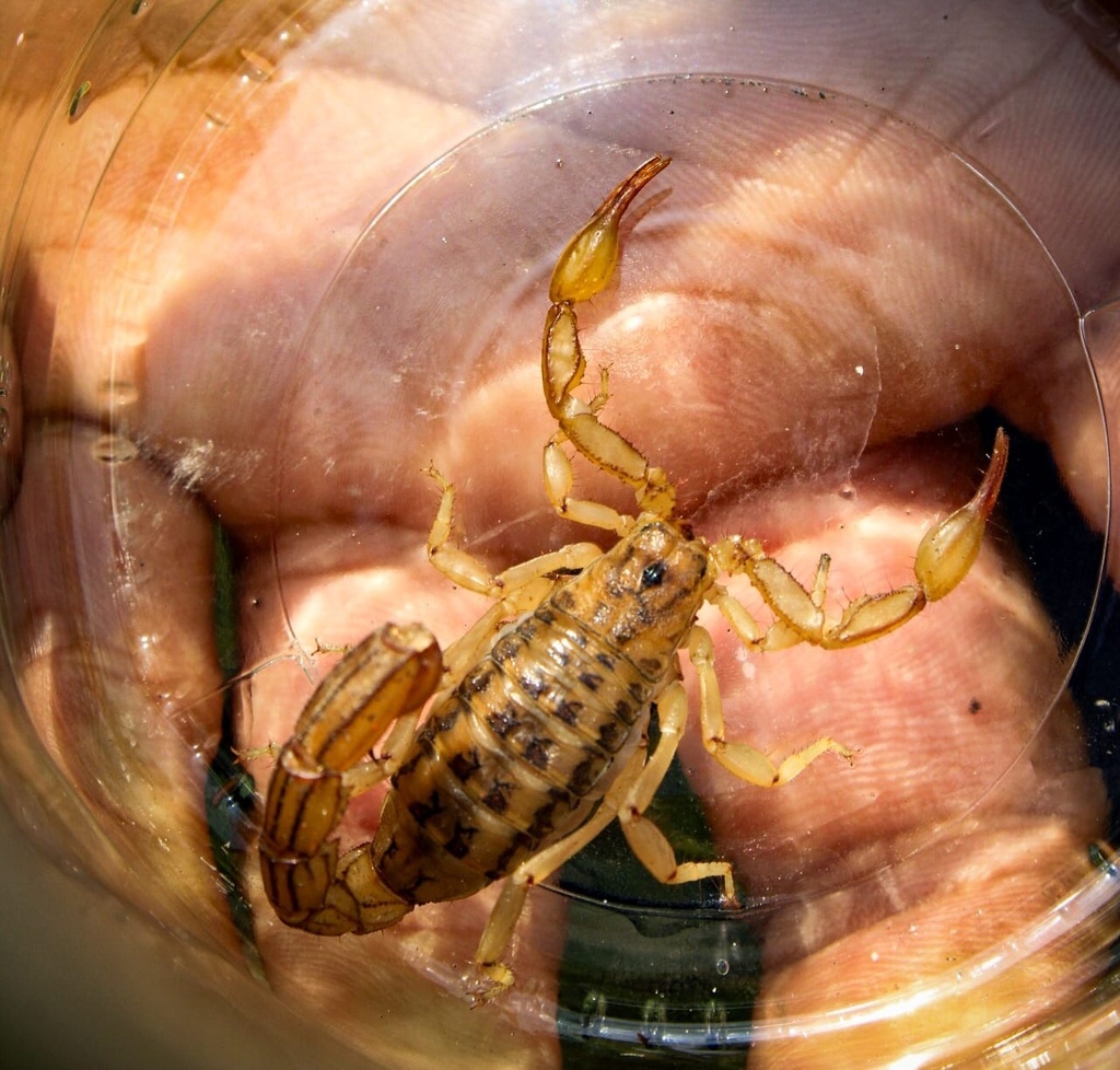 Devil Scorpions from Calle Niños Héroes, Cuautla, Mor., MX on September ...