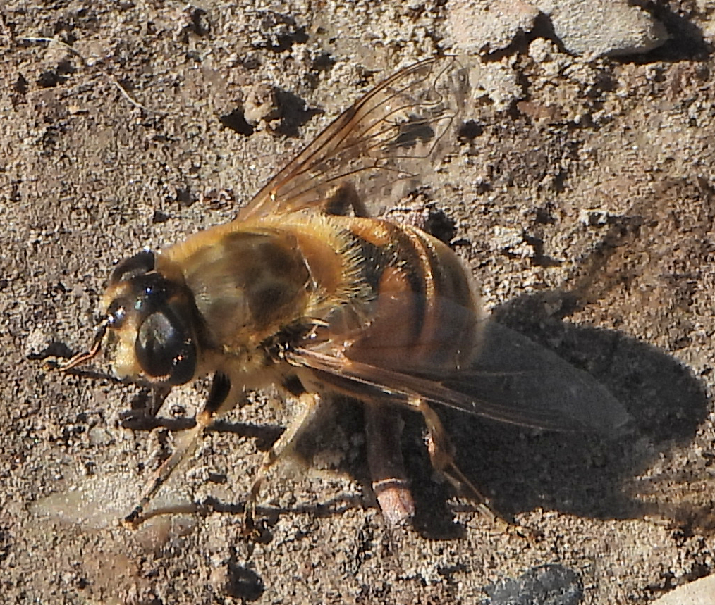 Common Drone Fly from East Kootenay, BC, Canada on September 16, 2023 ...