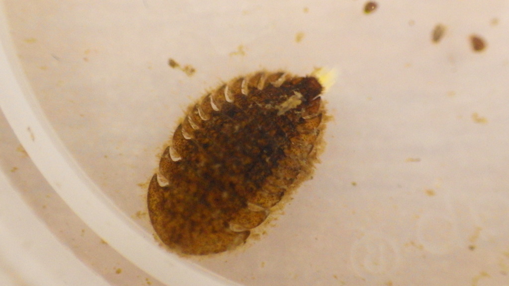 Ectopria nervosa from Bucks County, PA, USA on September 21, 2023 at 10 ...