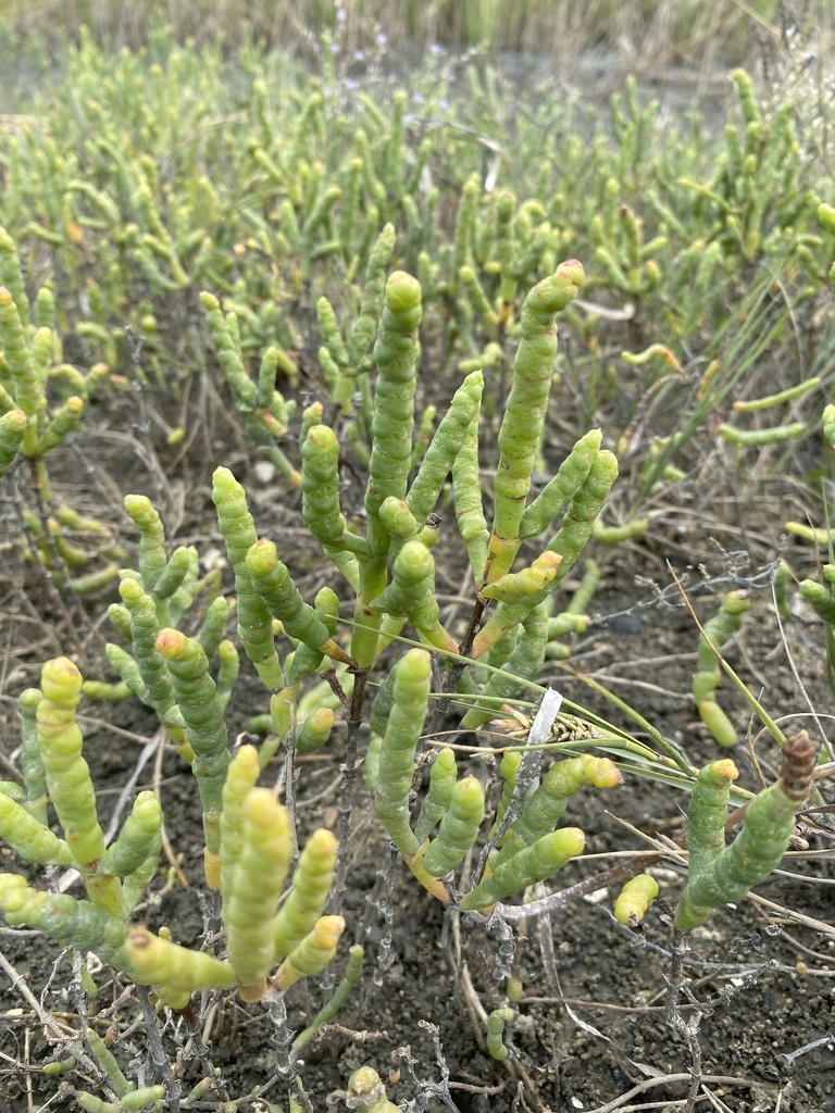 Dwarf Glasswort from Eastern Shore of Virginia National Wildlife Refuge ...