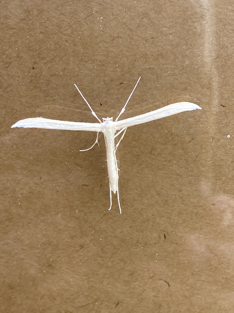 Plain Plume Moth from Naval Base Ventura County - Point Mugu, Oxnard ...