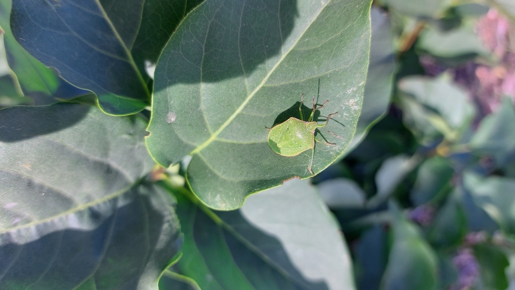 Southern Green Stink Bug from Wiener Neudorf, 2351, Österreich on ...