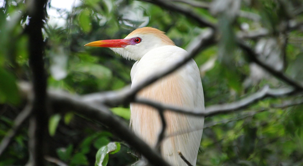 Cattle Egret from UTSW rookery Campus, Dallas, TX 75390, USA on June 2 ...