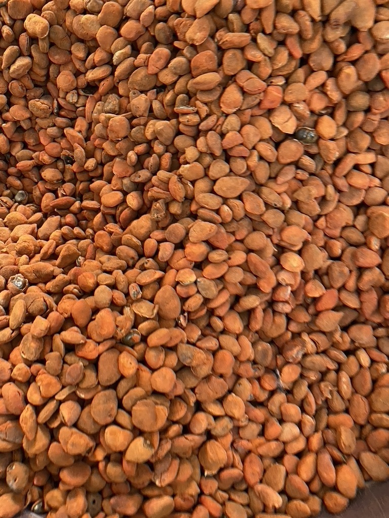 Dialium guineense from Uno, Guinea-Bissau on March 3, 2021 at 08:21 AM ...