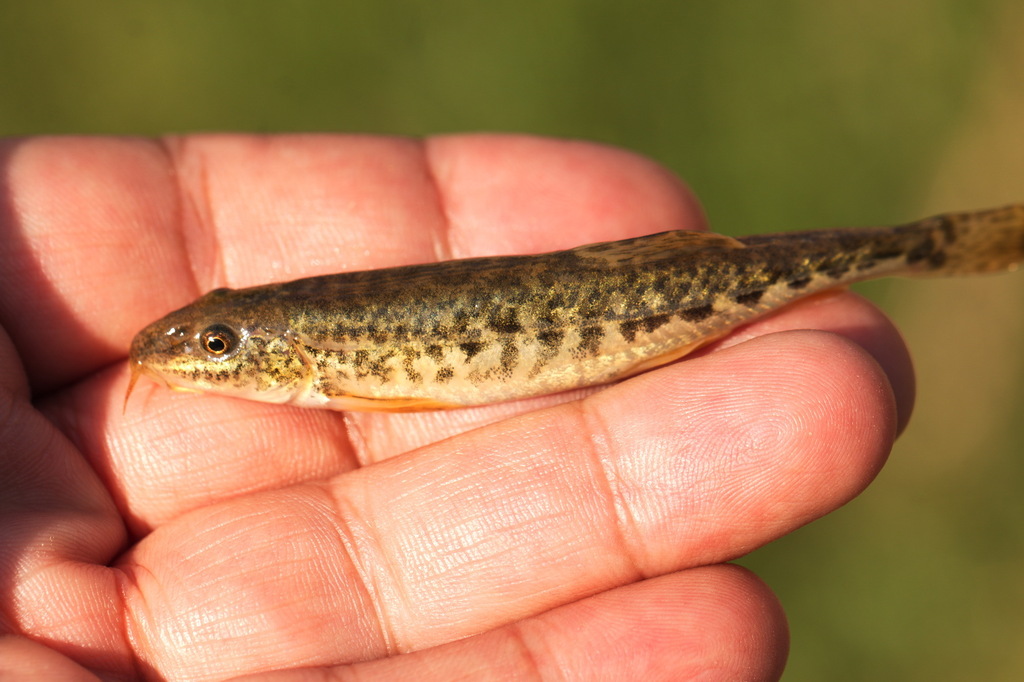 Spotted Thicklip Loach (Triplophysa strauchii) - Marine Life Identification
