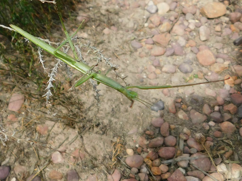Cape Stick Insect from Loerkop Greyton, 7233, South Africa on August 31 ...