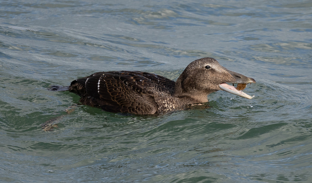 Common Eider from Southend-on-Sea, UK on September 22, 2023 at 04:29 PM ...