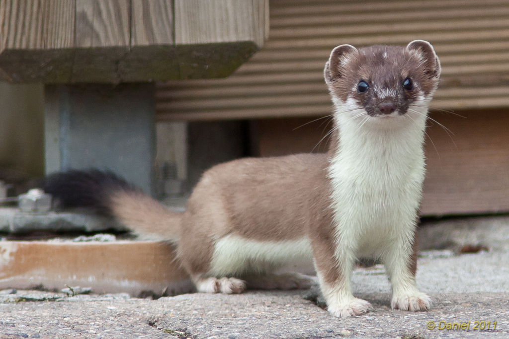 Stoat (First State NHP Mammals) · iNaturalist