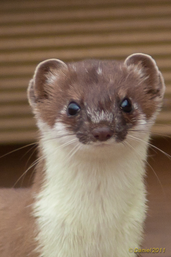 Stoat (First State NHP Mammals) · iNaturalist