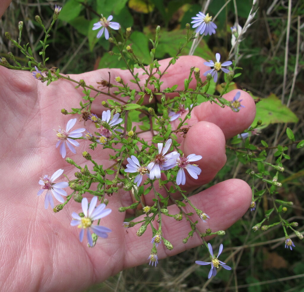 Common Blue Wood Aster from SMT Spring Mountain Trail, Montgomery ...