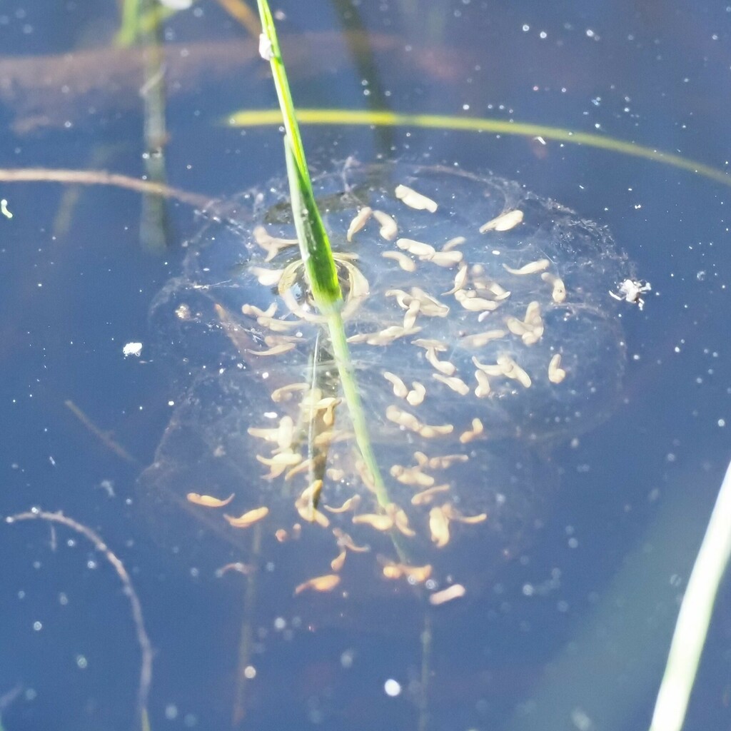 Frogs and Toads in September 2023 by Ricardo Simao. In a roped off area ...