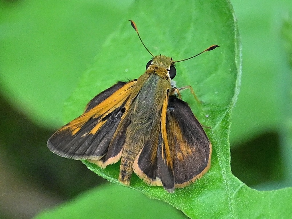 Southern Broken Dash in September 2023 by Jack Cochran · iNaturalist