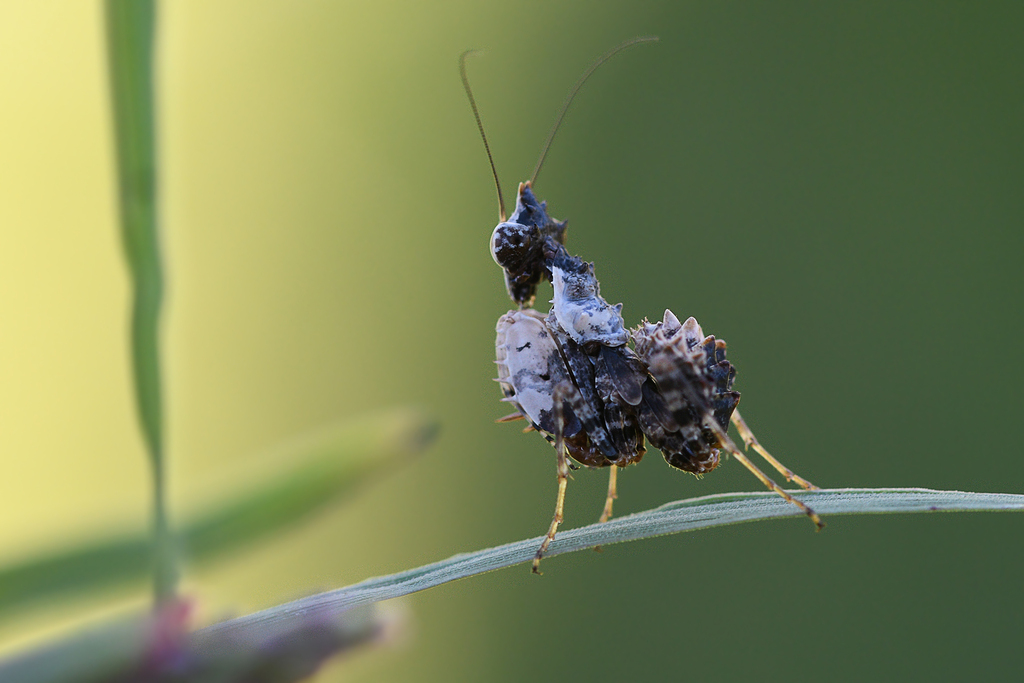 Cape Boxing Mantis from Colchester, Gqeberha, South Africa on July 9 ...