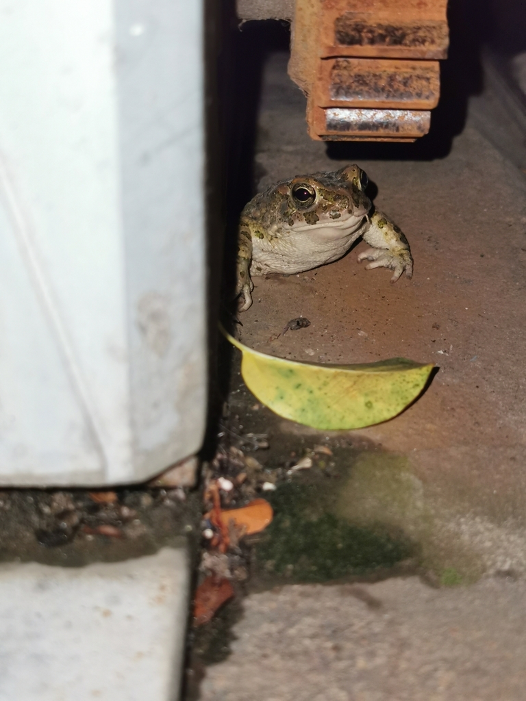 Balearic Green Toad from Falciano, San Marino on September 22, 2023 at ...