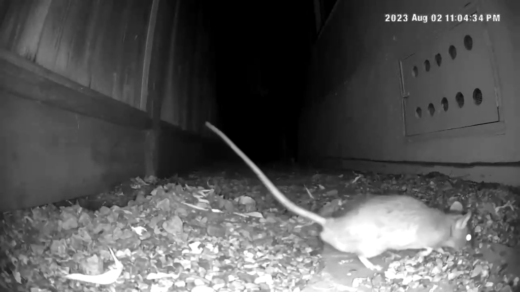 Black Rat from Northwest Berkeley, Berkeley, CA, USA on August 2, 2023 ...