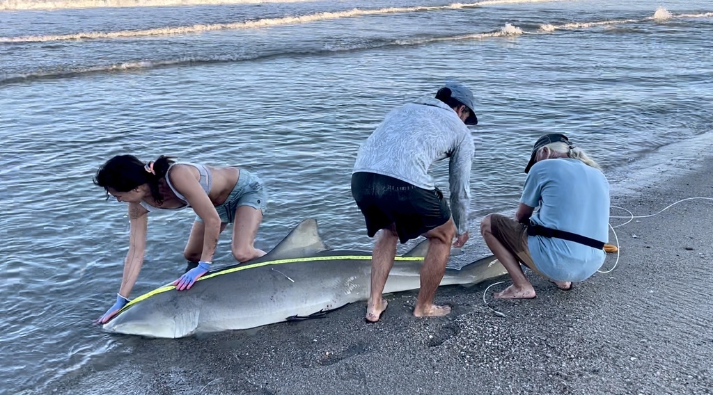 Lemon Shark in September 2023 by j-a-anderson. Had breeding marks that ...