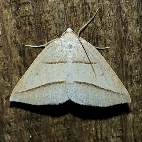 Common Petrophora Moth (Petrophora divisata) · iNaturalist
