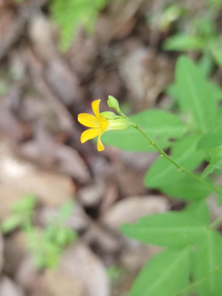 Oxalis microcarpa (Chicory) - plant details - WorldFloraDB