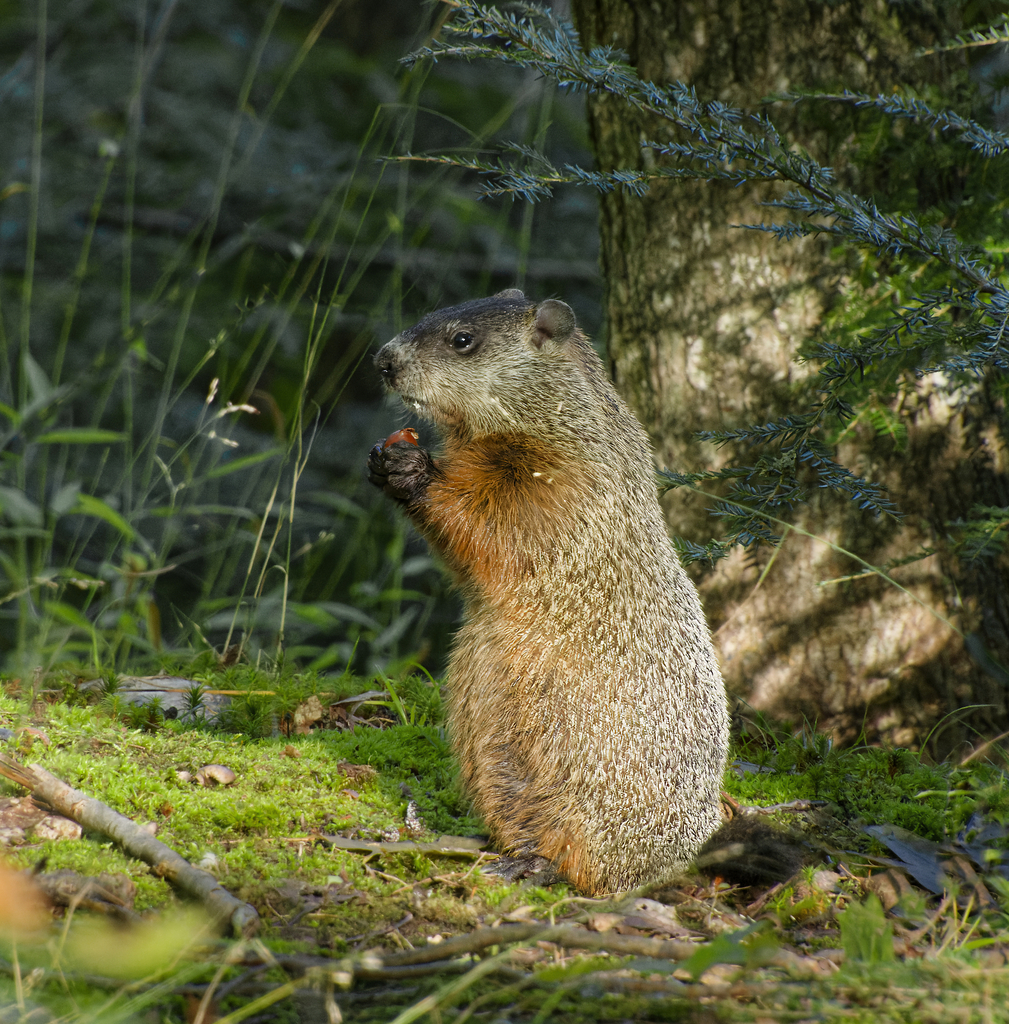 Groundhog from Outaouais, QC, Canada on September 20, 2023 at 09:30 AM ...