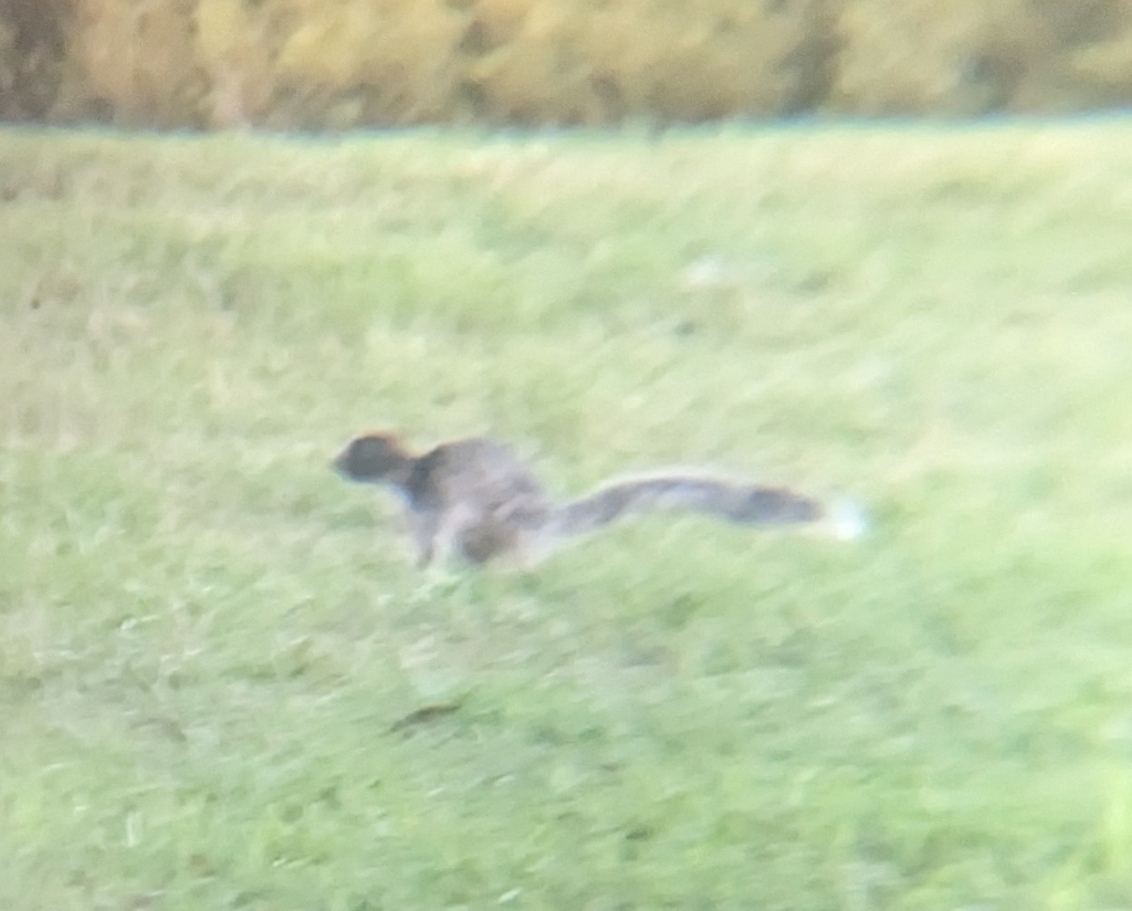 Southern Fox Squirrel from Bluffton, SC, USA on September 22, 2023 at ...