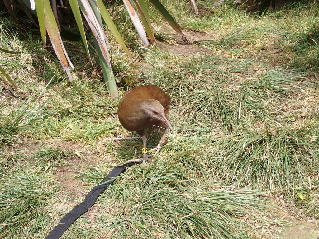 Lord Howe Rail in September 2023 by naturewatchwidow · iNaturalist