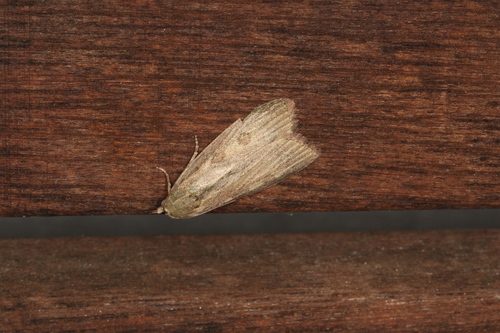 Tirathaba parasiticus · iNaturalist