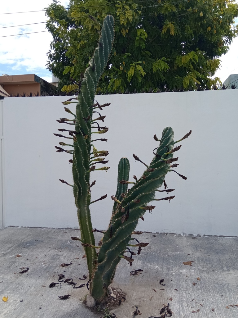 lady-of-the-night cactus from Chetumal, Q.R. on September 22, 2023 at ...