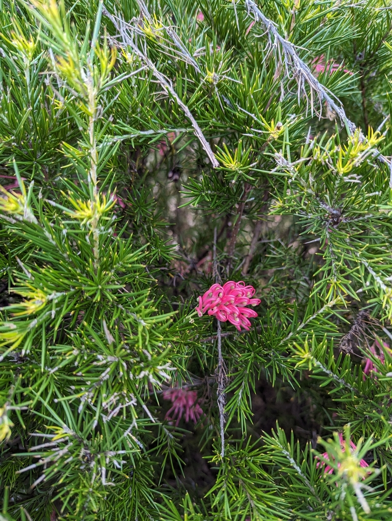 juniper-leaf grevillea from Rhodes NSW 2138, Australia on September 23 ...