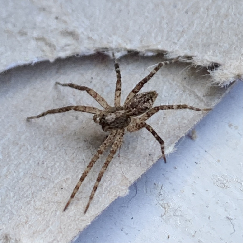 Nursery Web Spiders from The Pocket, NSW, AU on September 23, 2023 at ...