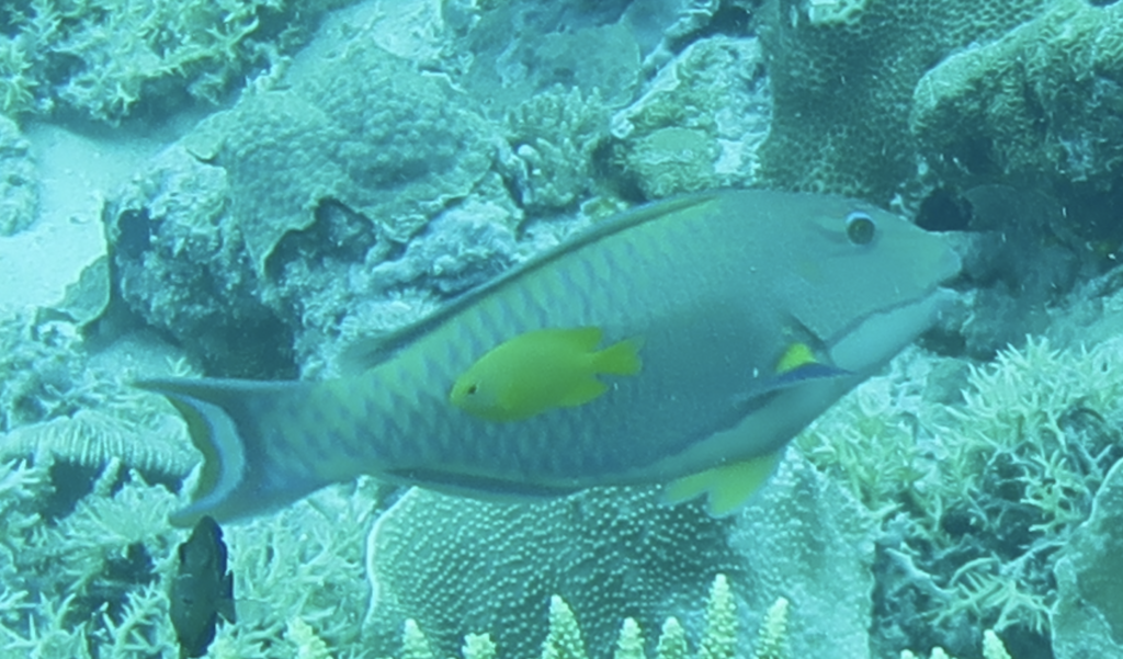 Spotted Parrotfish from Palau on September 9, 2023 at 09:00 AM by Adam ...