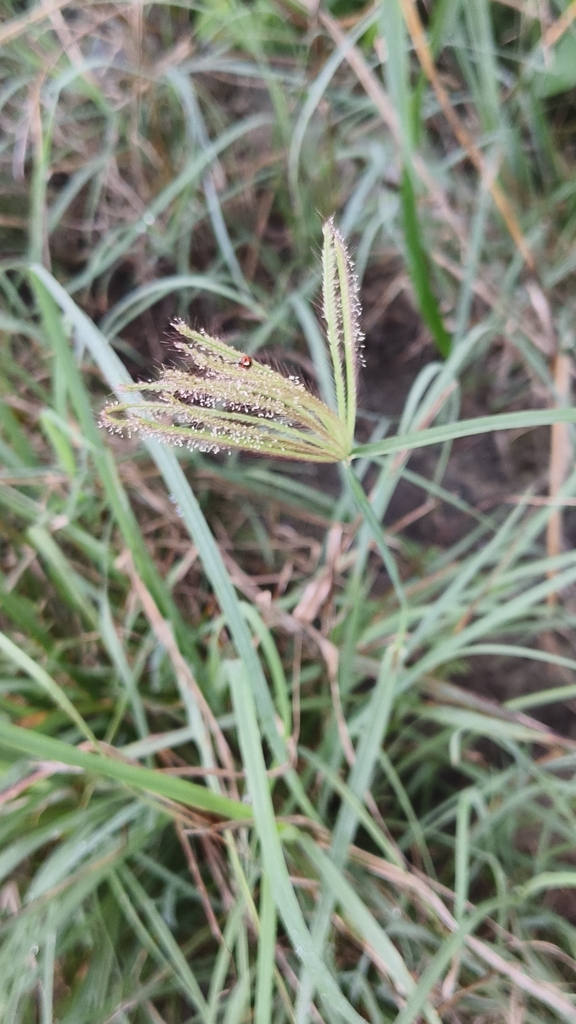 Finger Grass from 634台灣雲林縣潮厝村 on September 23, 2023 at 07:01 AM by 歐陽秀華 ...