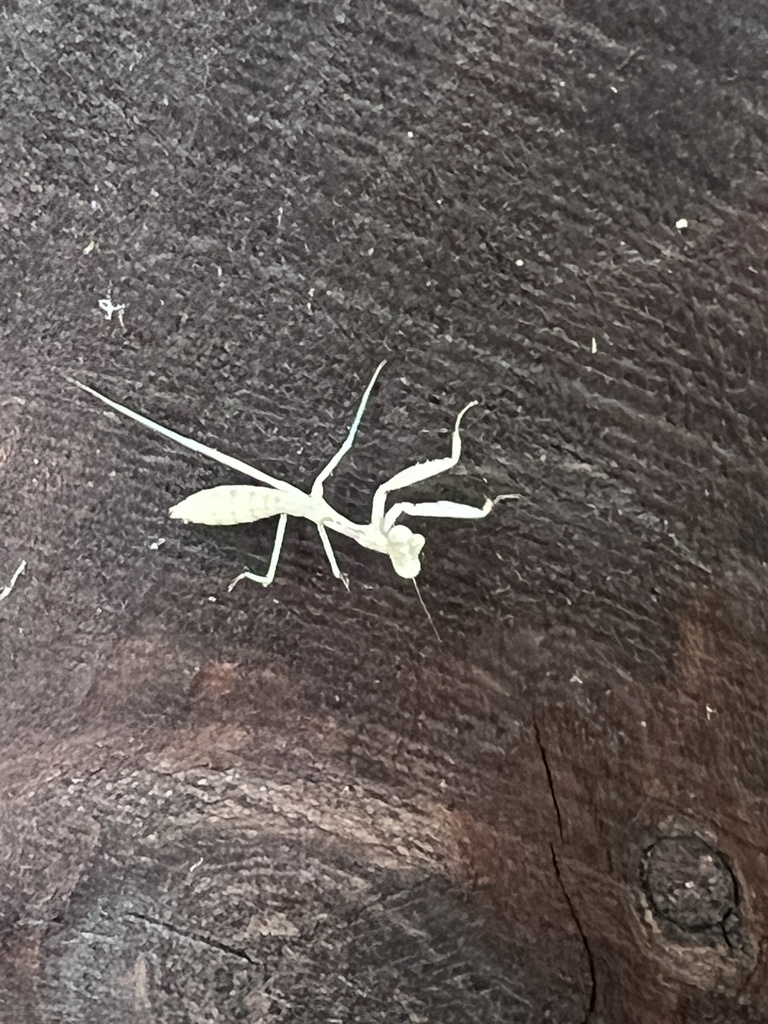 California Mantis from Colorido, Rancho Santa Margarita, CA, US on ...