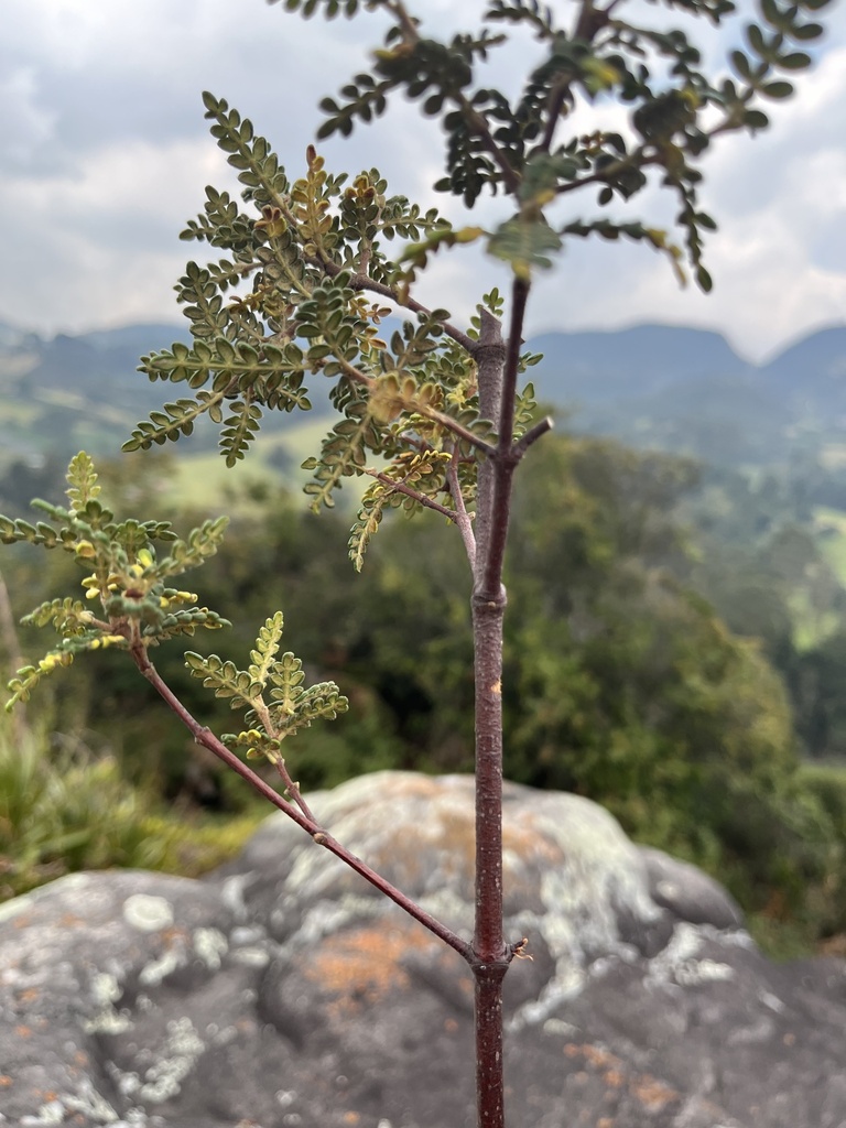 Encenillo desde Mancilla, Facatativá, Cundinamarca, CO el 22 de ...